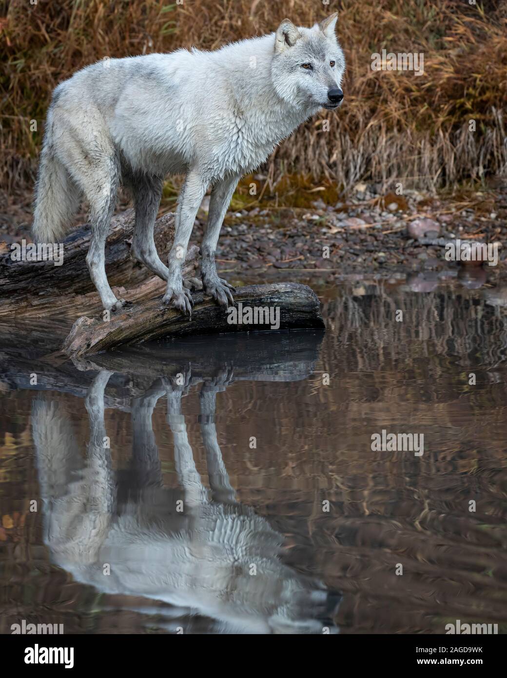 Wolf reflection Stock Photo - Alamy