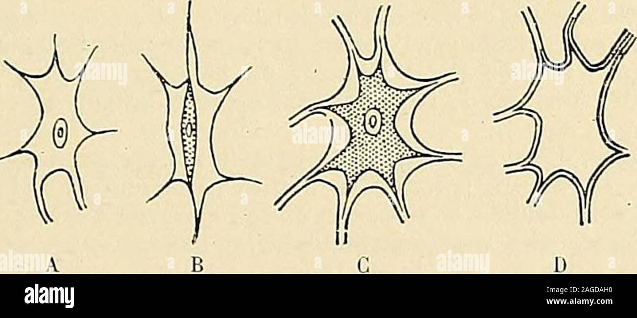 Les cellules osseuses hi-res stock photography and images - Alamy