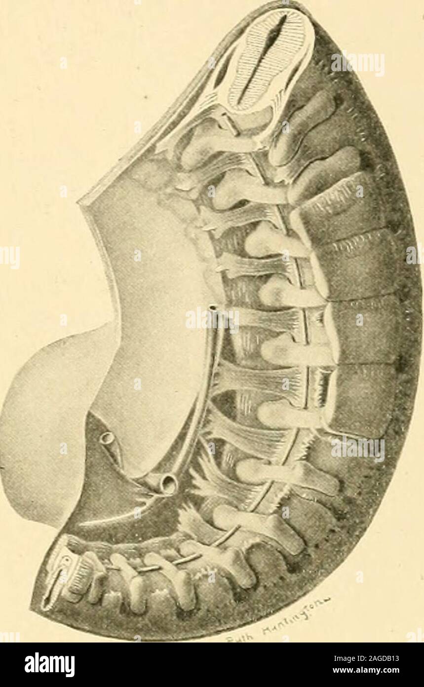 . The American journal of anatomy. rof peroneus profundus. plant ...