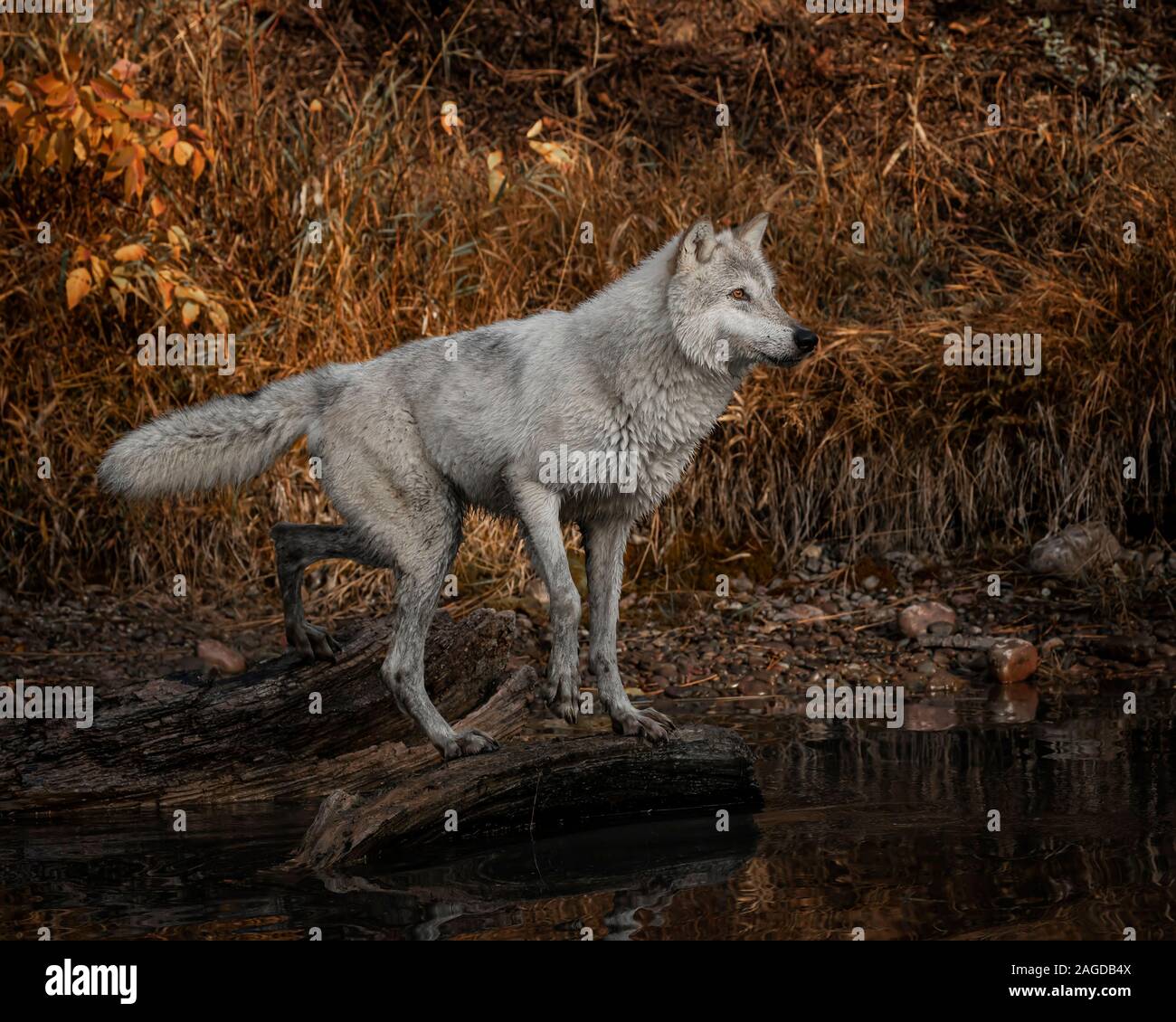 Tundra Wolf playing and posing at the reflective pond Stock Photo - Alamy