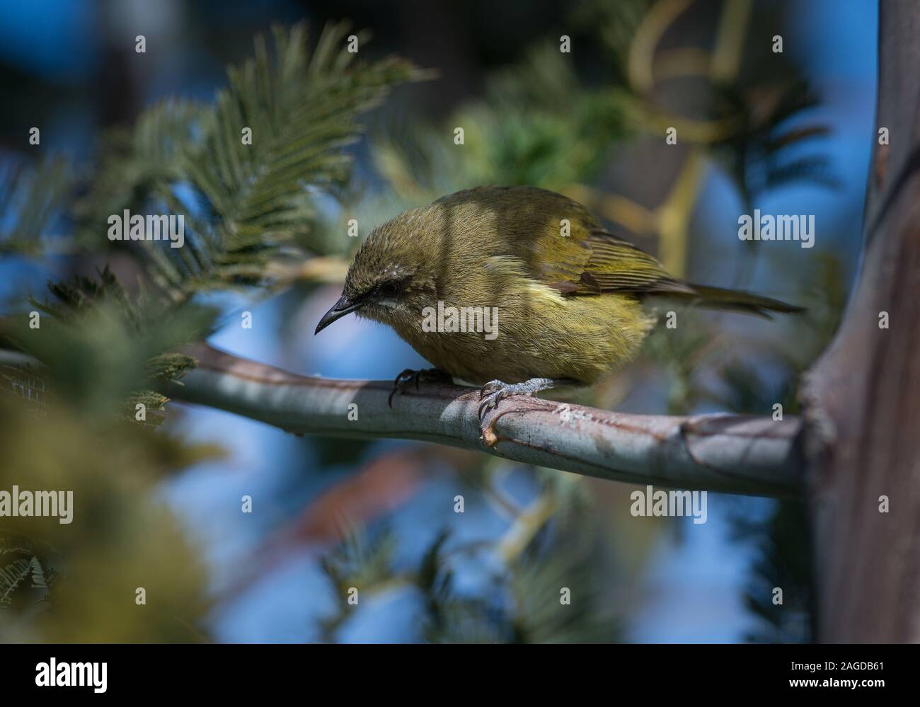 Andreael photography hi-res stock photography and images - Alamy