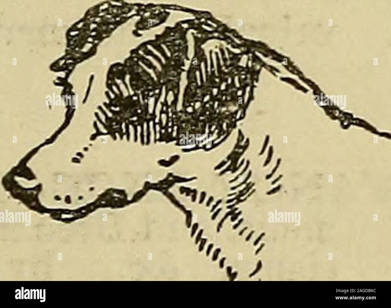 Raised figures animals hi-res stock photography and images - Alamy