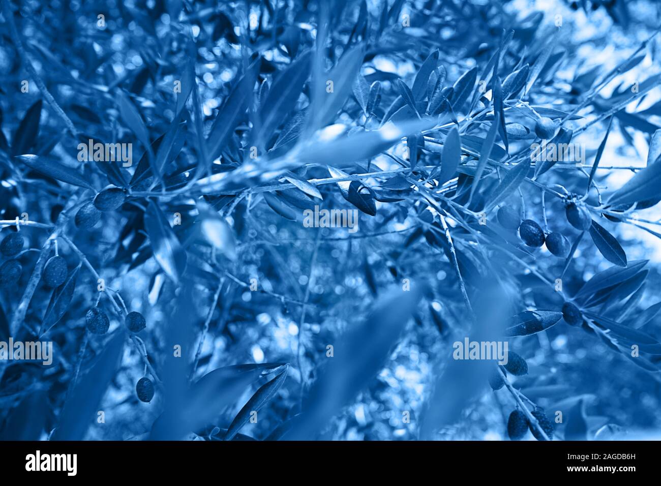 Natural dark background with beautiful tree leaves and branches colored ...