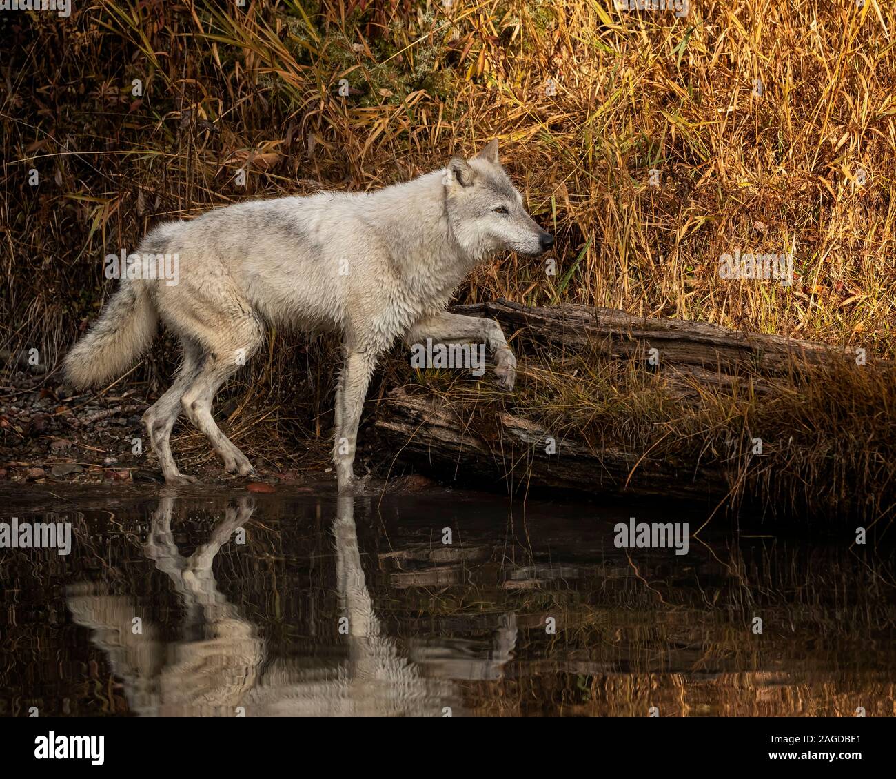 Tundra Wolf playing and posing at the reflective pond Stock Photo - Alamy