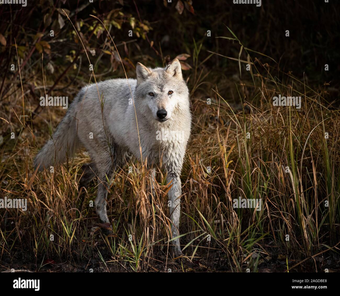 Tundra Wolf playing and posing at the reflective pond Stock Photo - Alamy