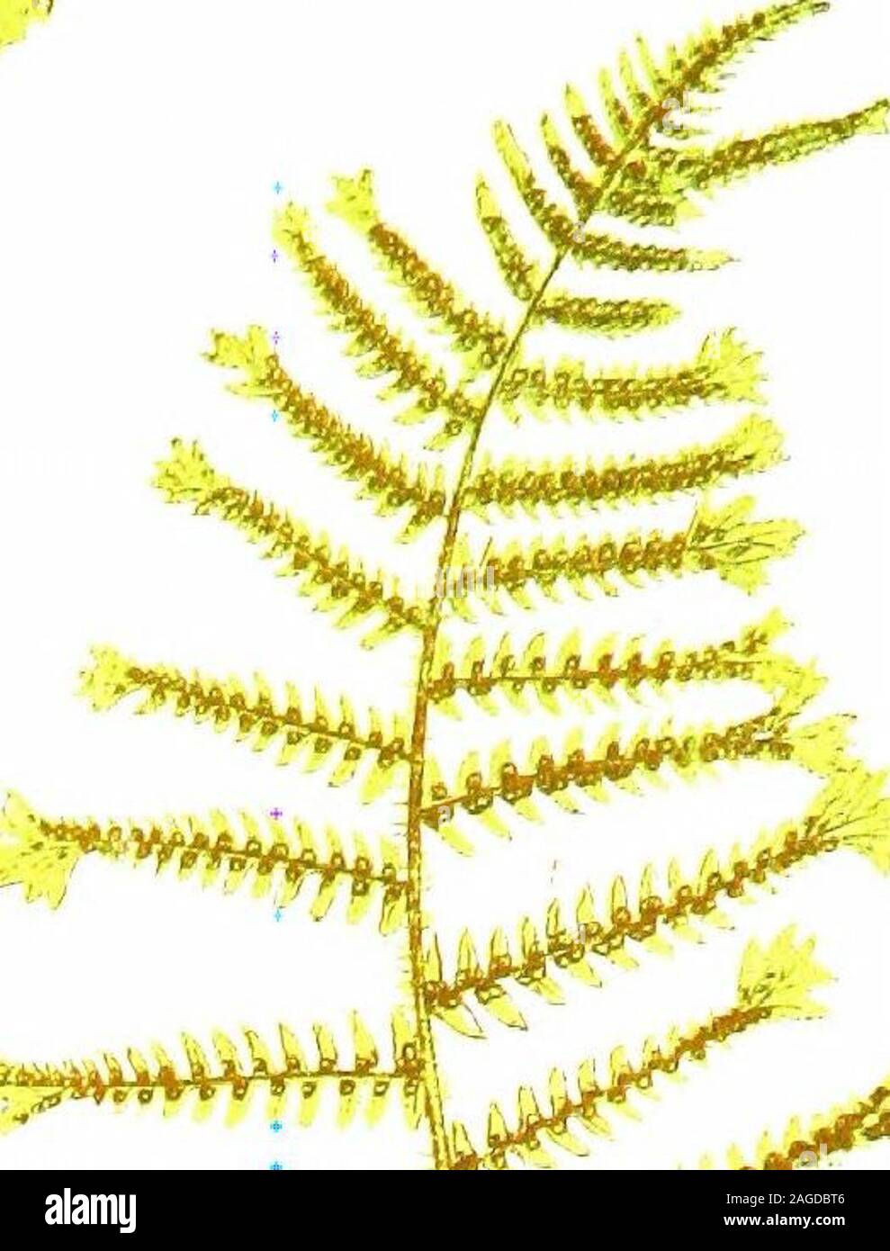 . British ferns and their varieties. %vV Stock Photo - Alamy