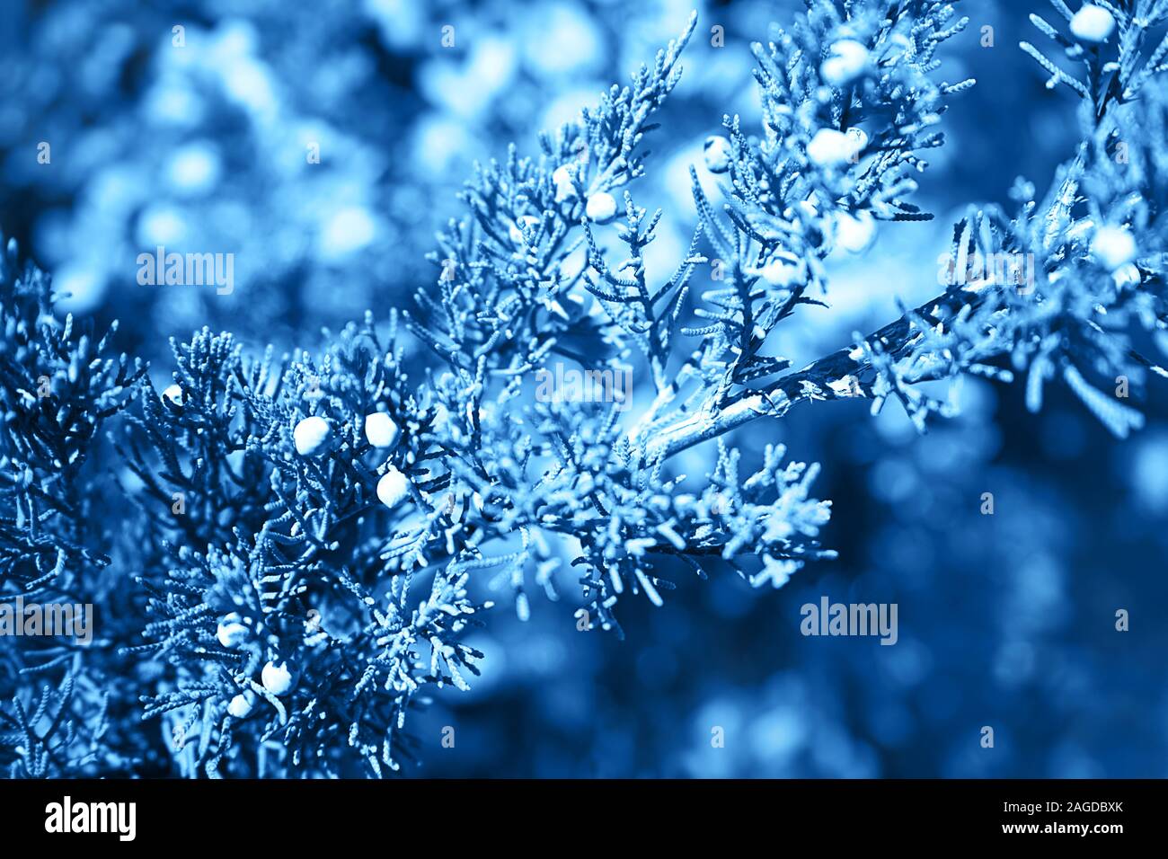 Natural dark background with beautiful tree leaves and branches colored ...