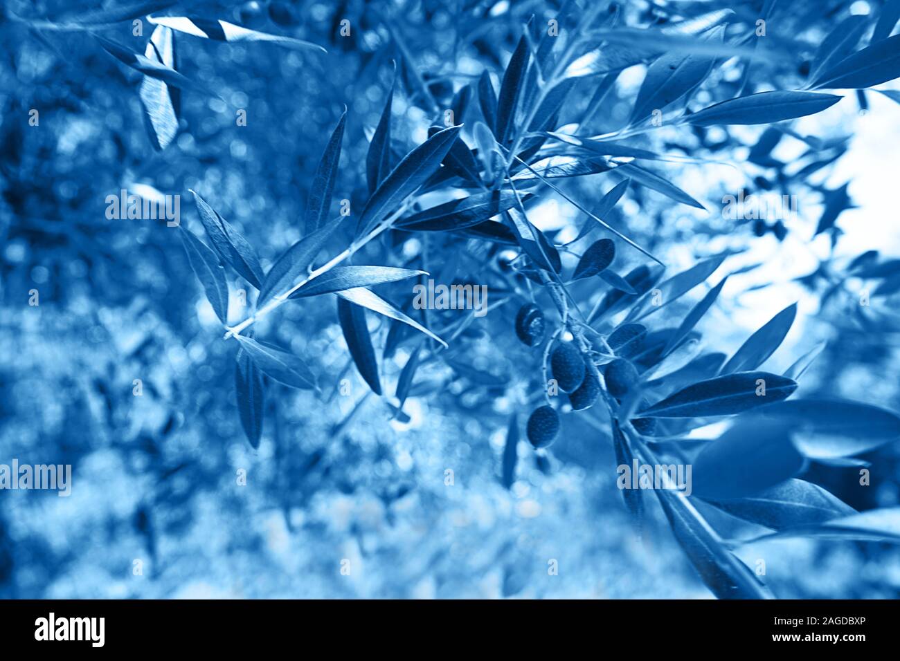 Natural dark background with beautiful tree leaves and branches colored ...
