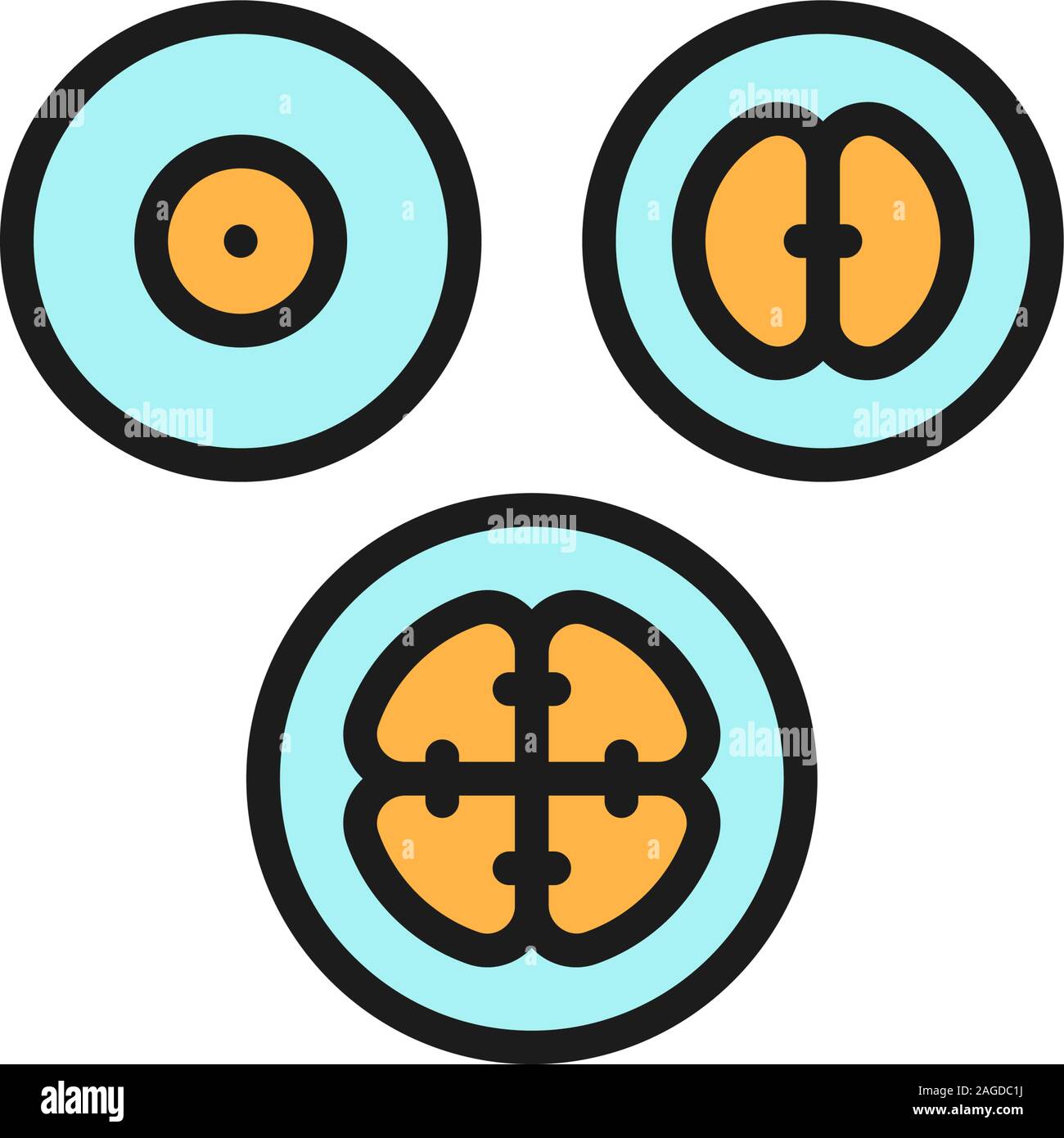 Cell division stages, embryos, embryogenesis flat color line icon Stock ...