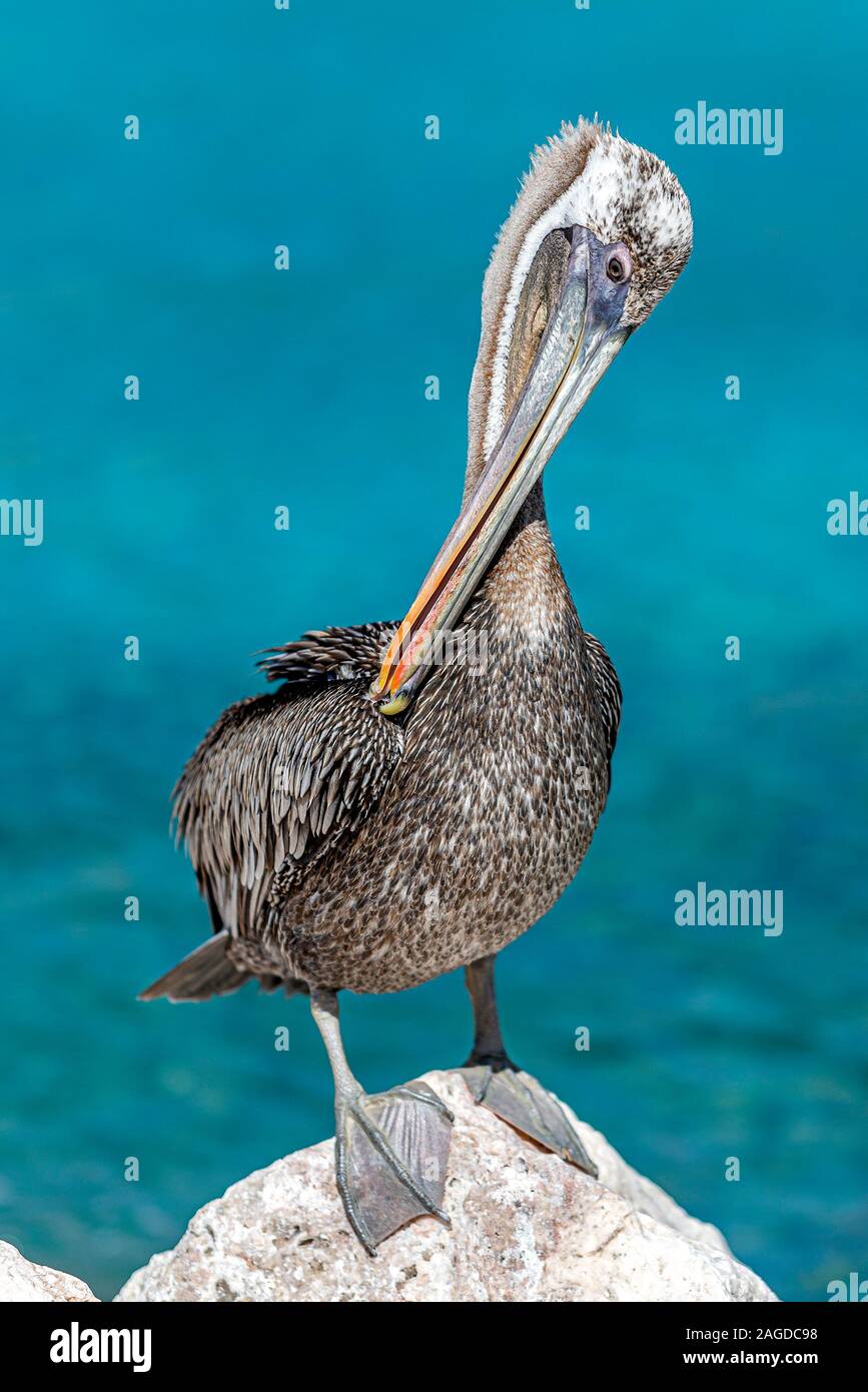 Curacao bird hi-res stock photography and images - Alamy
