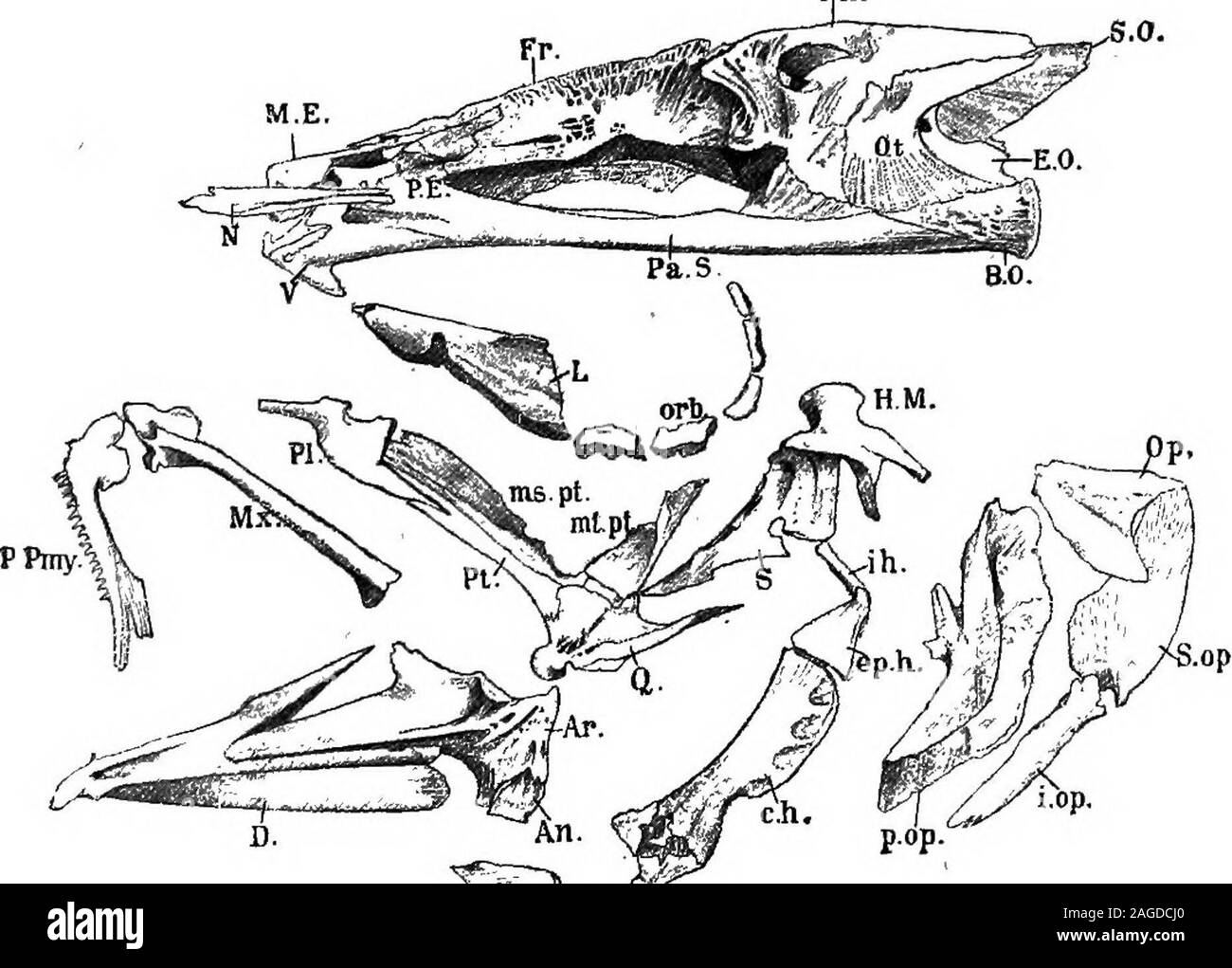 . Outlines of zoology. Tig. 294.—Cau-dal vertebraof haddock. .«.a ...