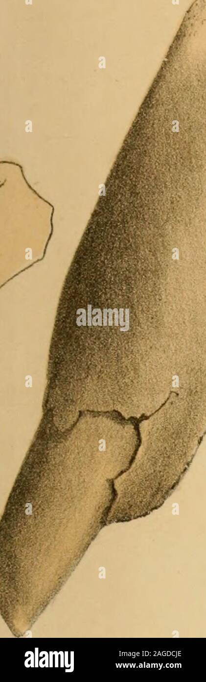 . Halitherium schinzi, die fossile Sirene des Mainzer Beckens. Eine ...