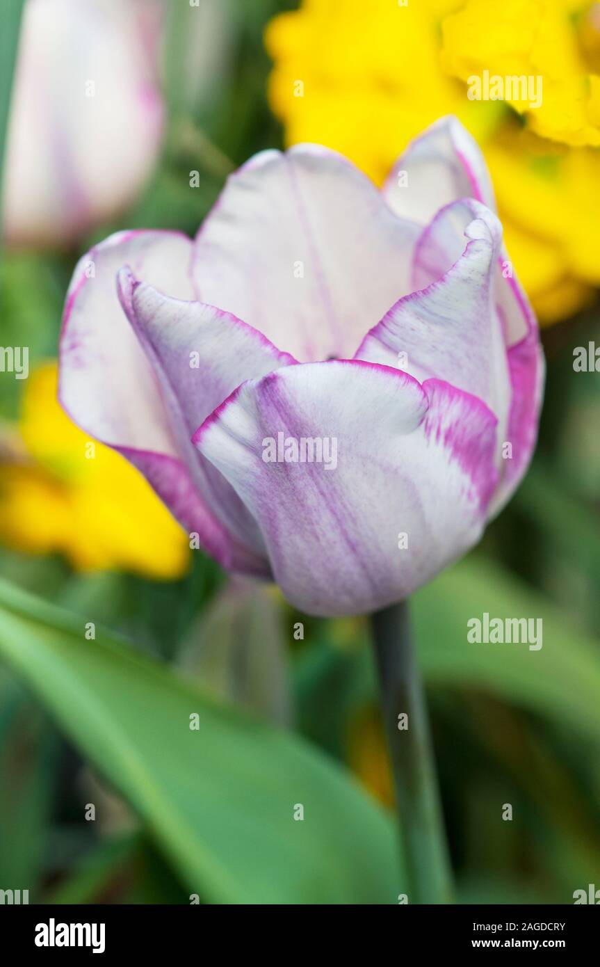 Close up of a Shirley tulip. A white tulip with a purple edge to petals ...