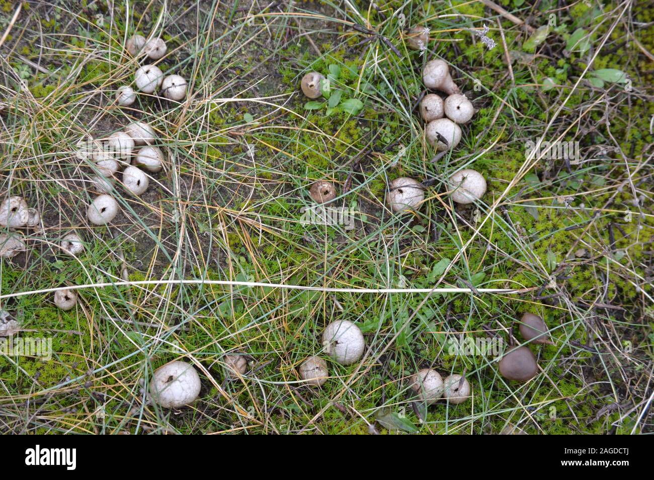 Puffball toadstolls, Kinshaldy Beach, Tentsmuir Forest, Leuchars, Fife ...