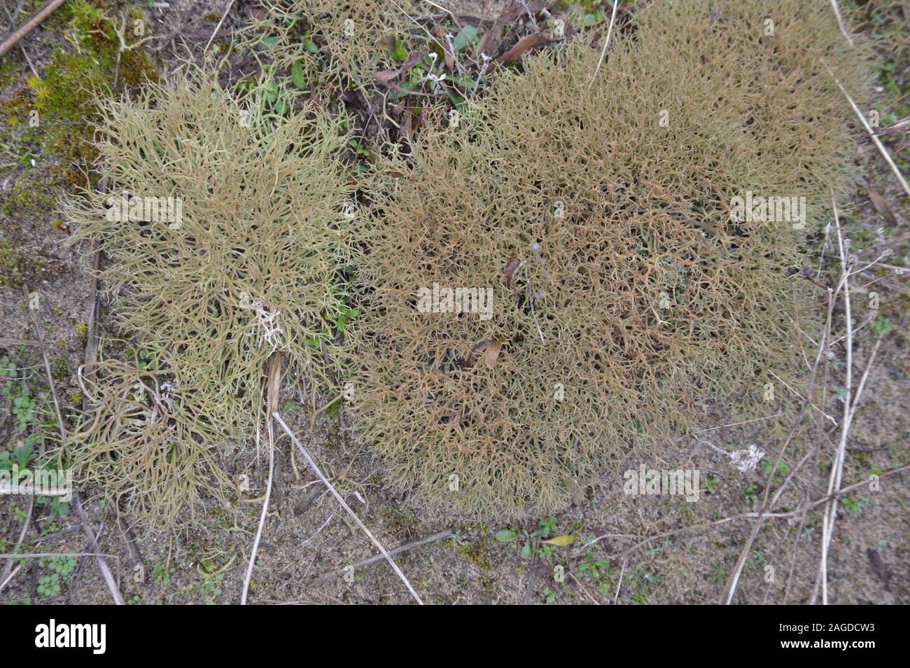 Sandy beach trevorsmith hi-res stock photography and images - Alamy