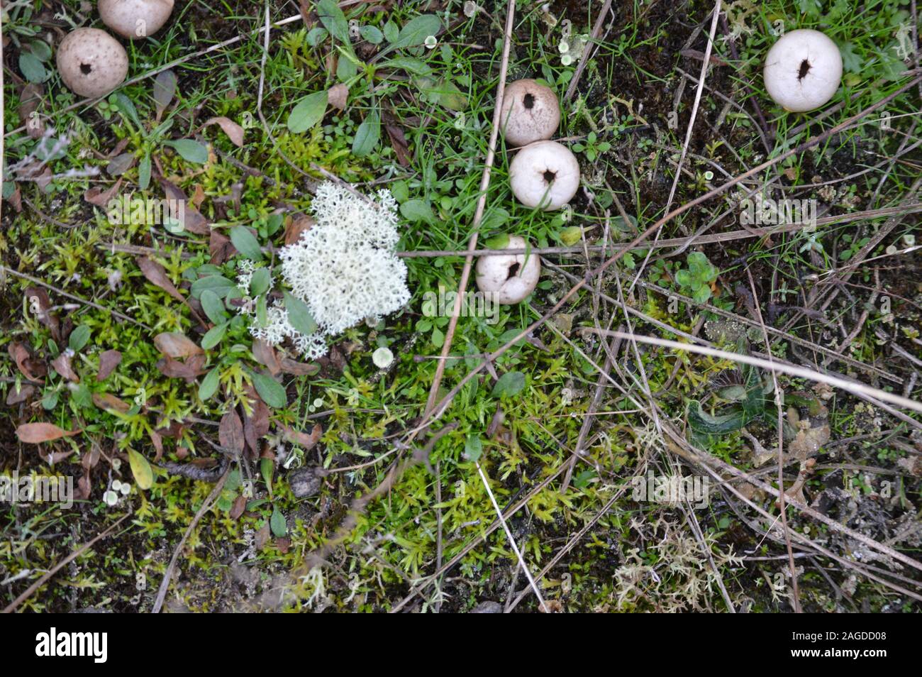 Puffball toadstolls, Kinshaldy Beach, Tentsmuir Forest, Leuchars, Fife ...