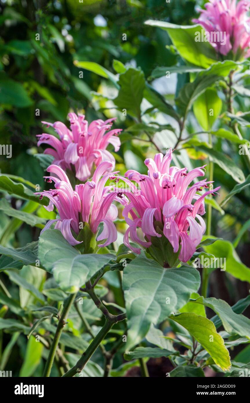 Brazilian plume flower hi-res stock photography and images - Alamy
