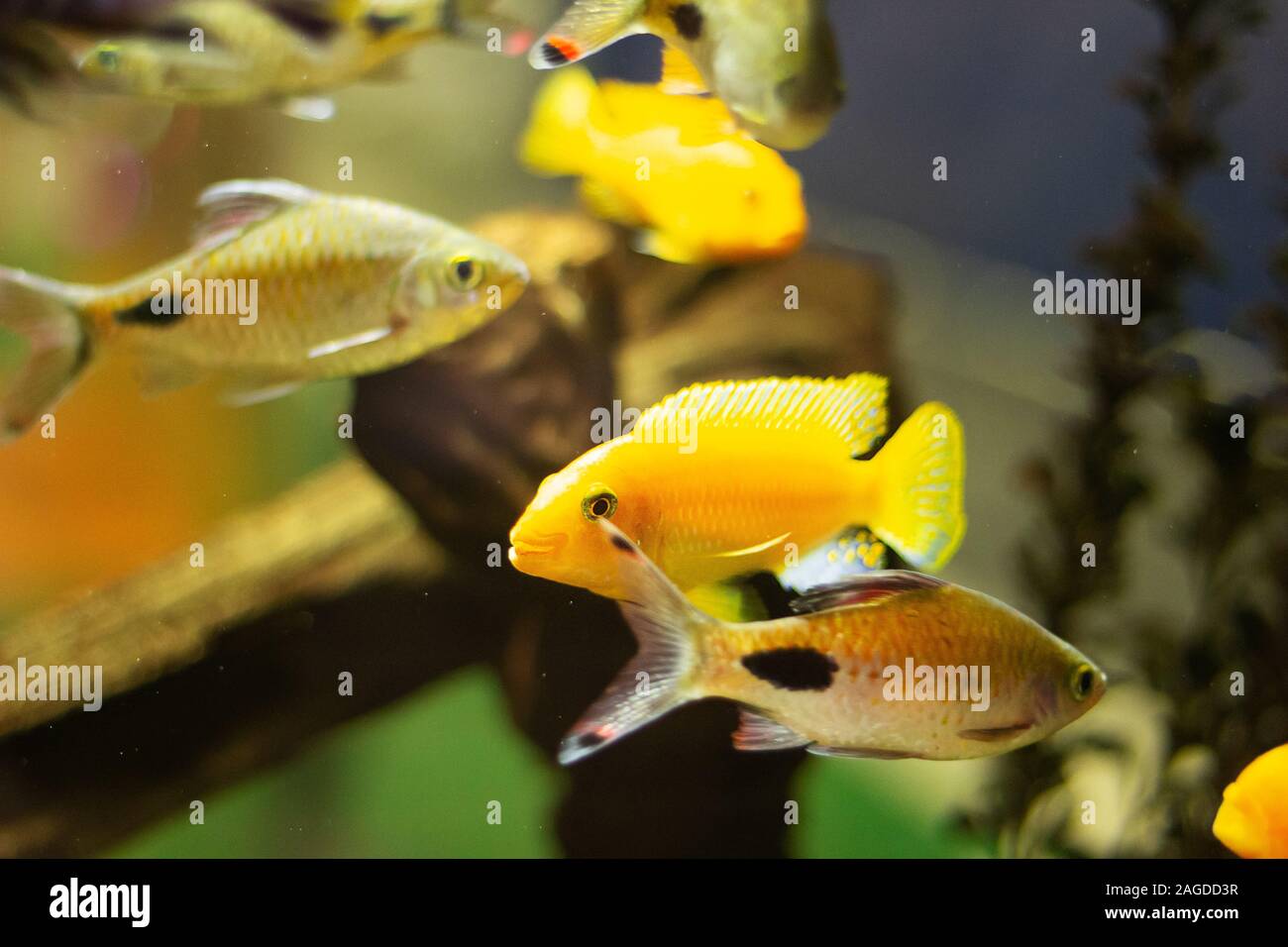 yellow fish smile and happy positive in the aquarium Stock Photo - Alamy