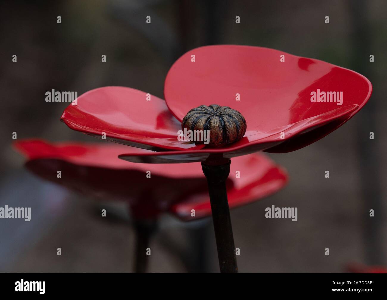 Lest we forget red poppy hi-res stock photography and images - Alamy