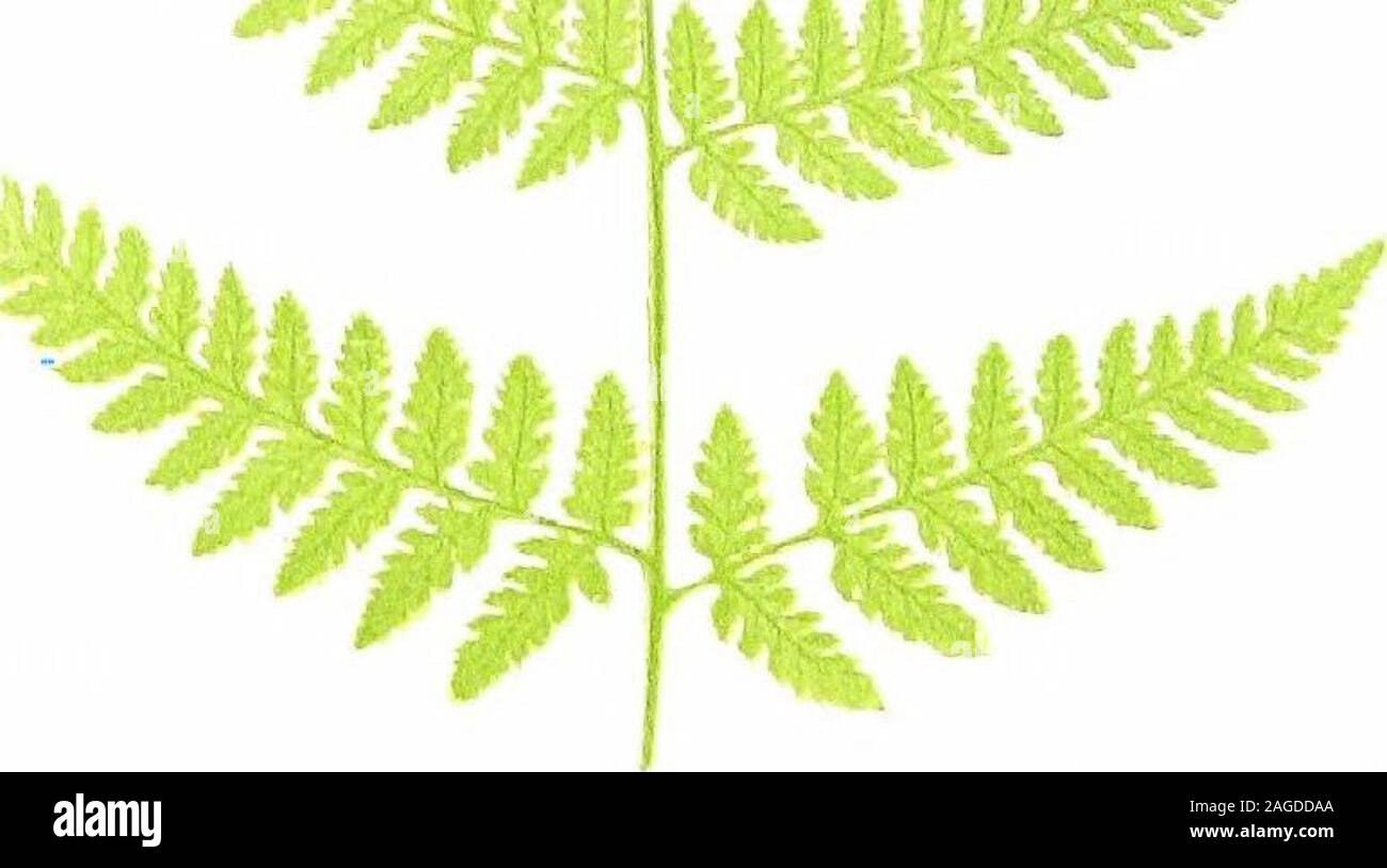 . British ferns and their varieties. PLATE XVI. Lastrea dilatatavar ...