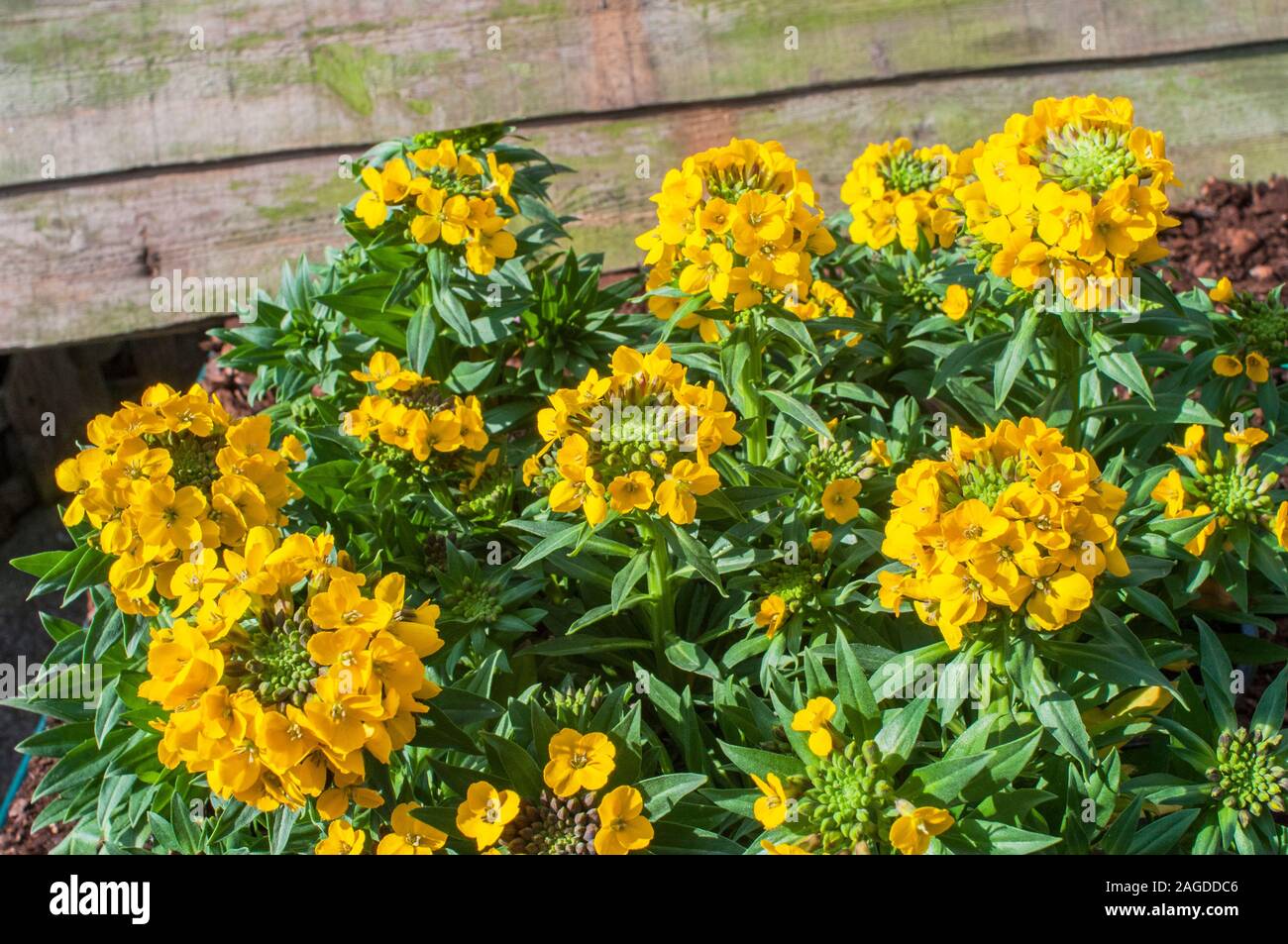 Erysimum Moonlight a mat forming yellow flowering evergreen perennial ...