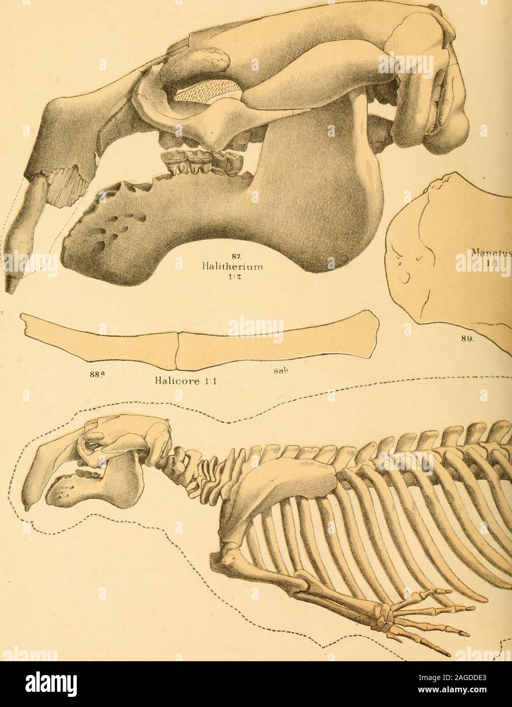 Taf viii hi-res stock photography and images - Alamy