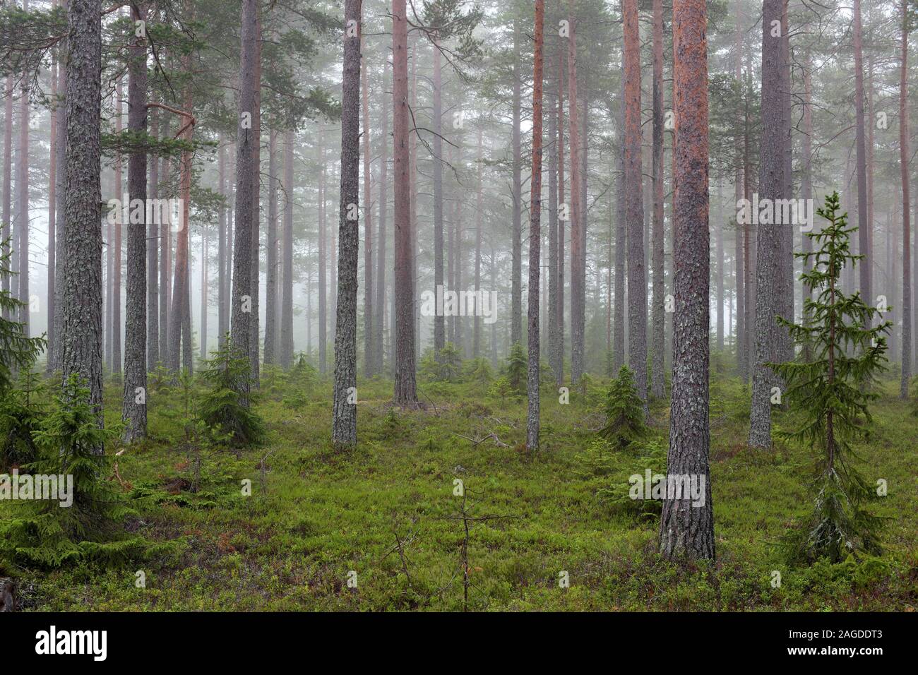 Inside a forest hi-res stock photography and images - Alamy