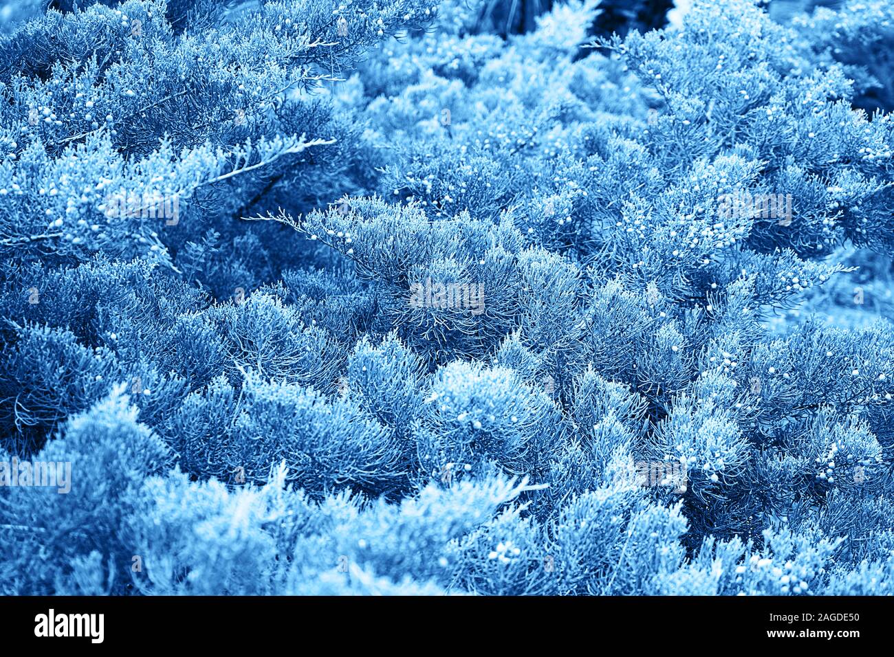 Natural dark background with beautiful tree leaves and branches colored ...