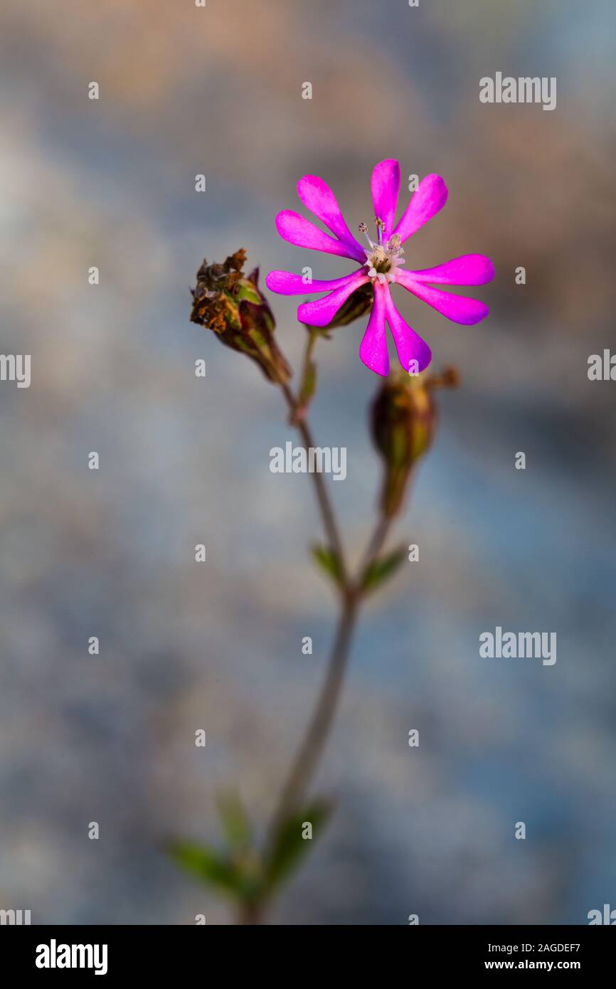Silene colorata, Pink pirouette, Mediterranean catchfly Stock Photo - Alamy