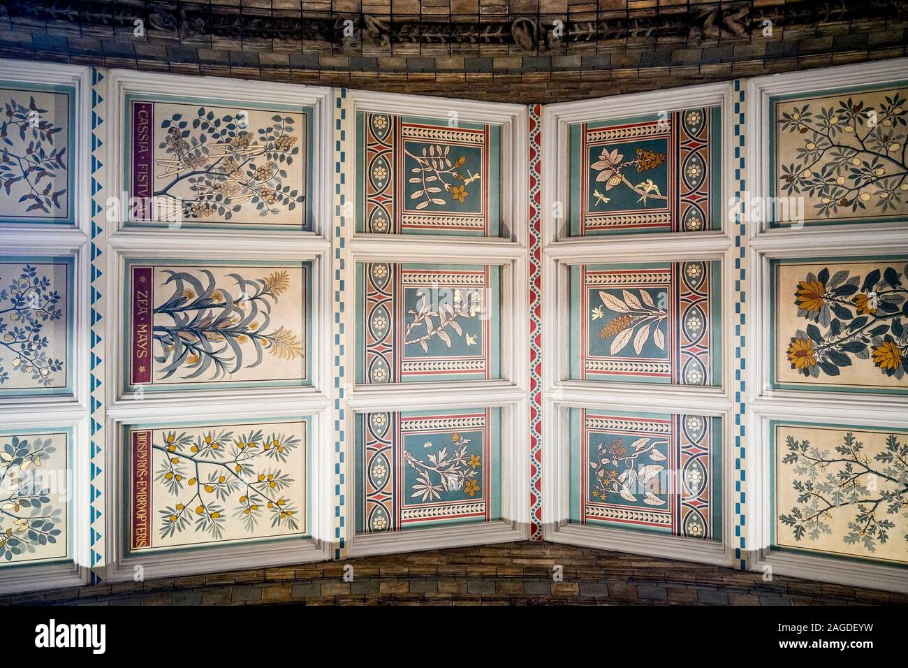 Botanical paintings, ceiling, Natural History Museum, London, England ...
