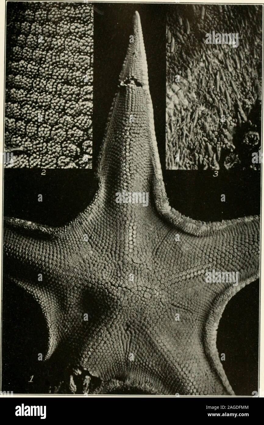 . Bulletin - United States National Museum. 1, 2. P?r.UDARCH4sTl.R ...