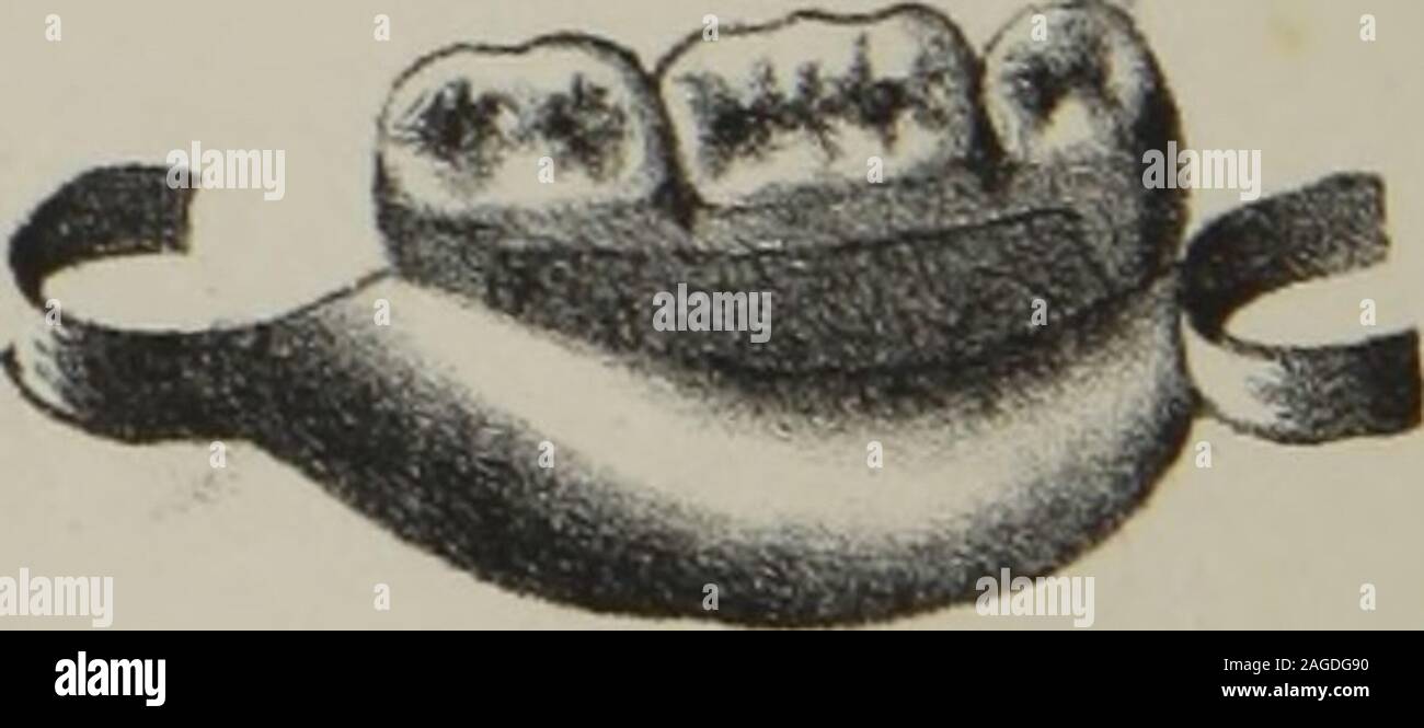 . The anatomy, physiology and pathology of the human teeth : with the ...