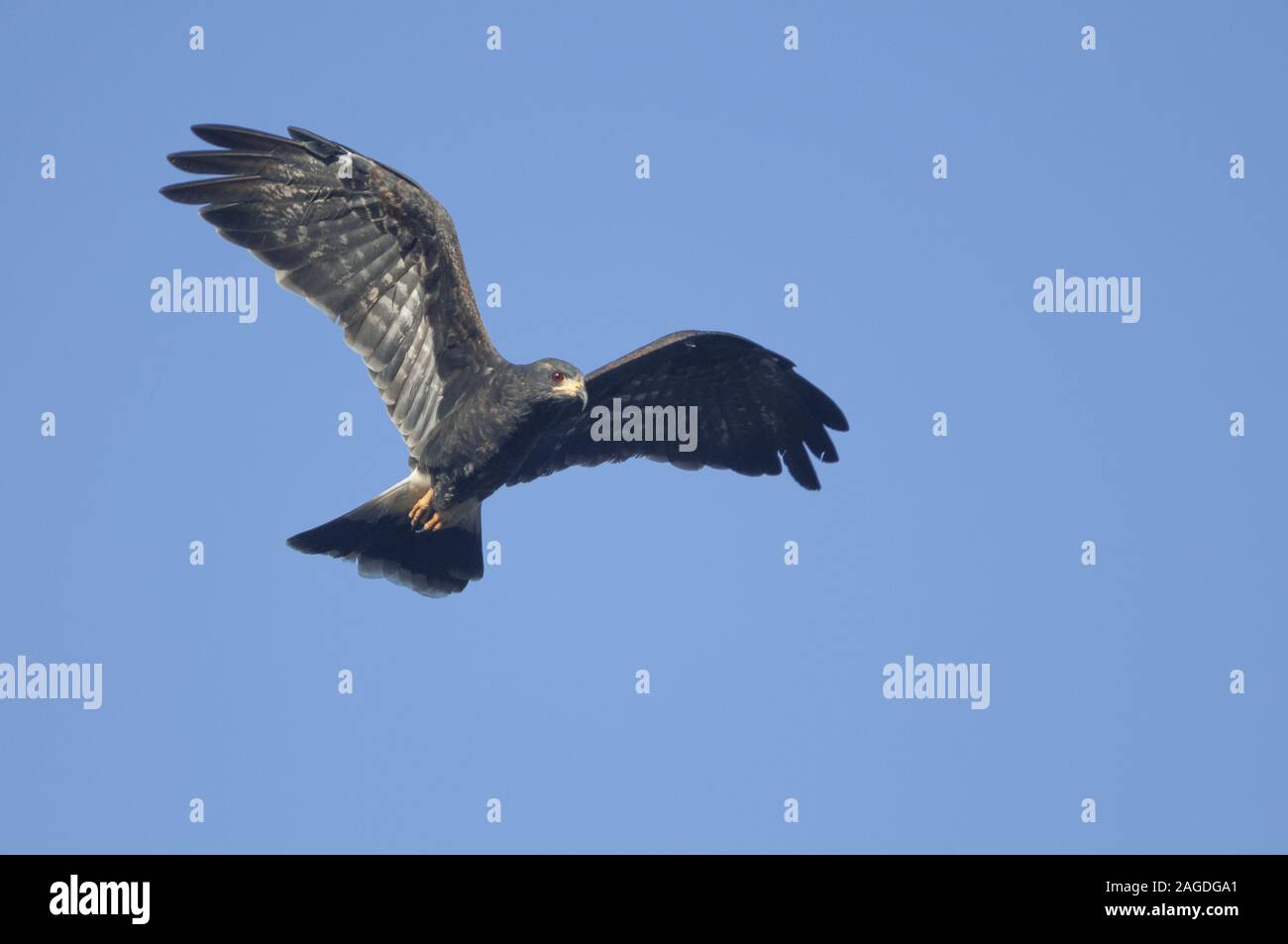 Low angle closeup shot of a mallard bird flying high in the sky Stock ...