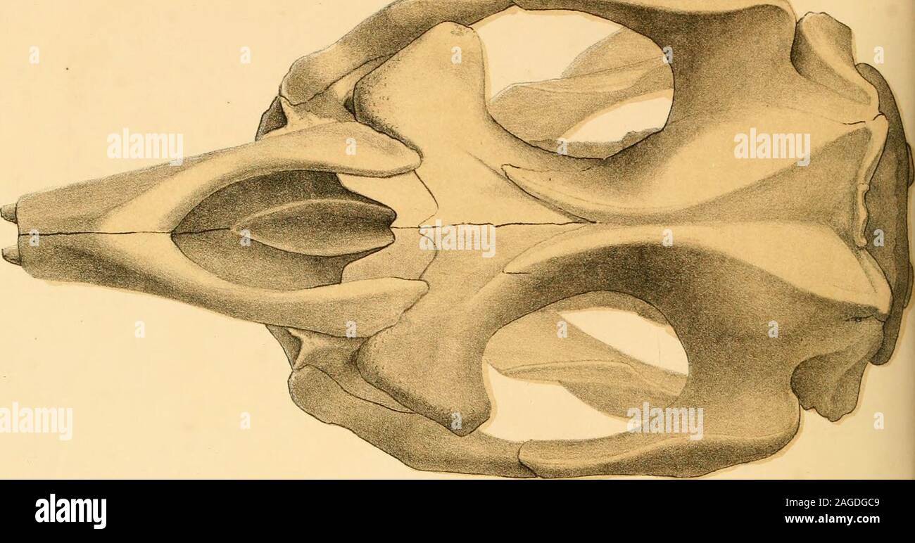 . Halitherium schinzi, die fossile Sirene des Mainzer Beckens. Eine ...