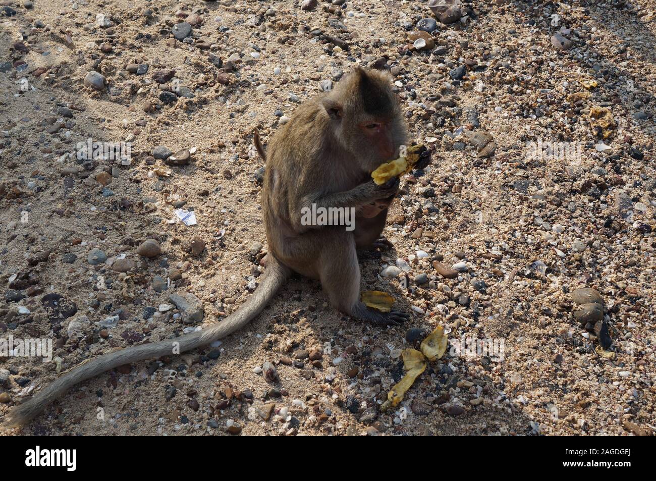 Banana leaf fig hi-res stock photography and images - Alamy