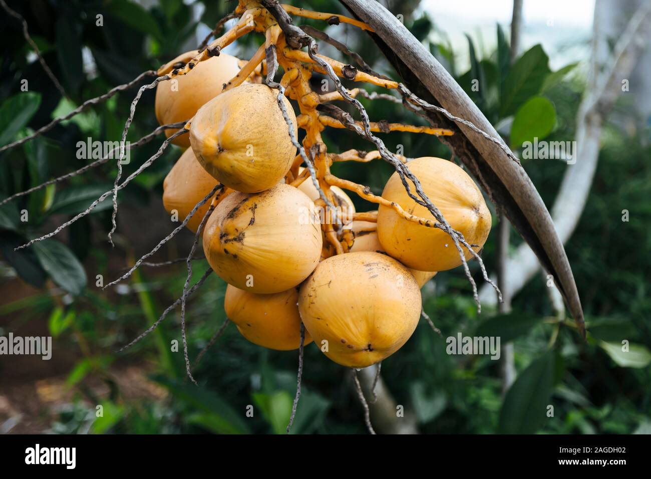 Coconuts hanging from tree hi-res stock photography and images - Alamy