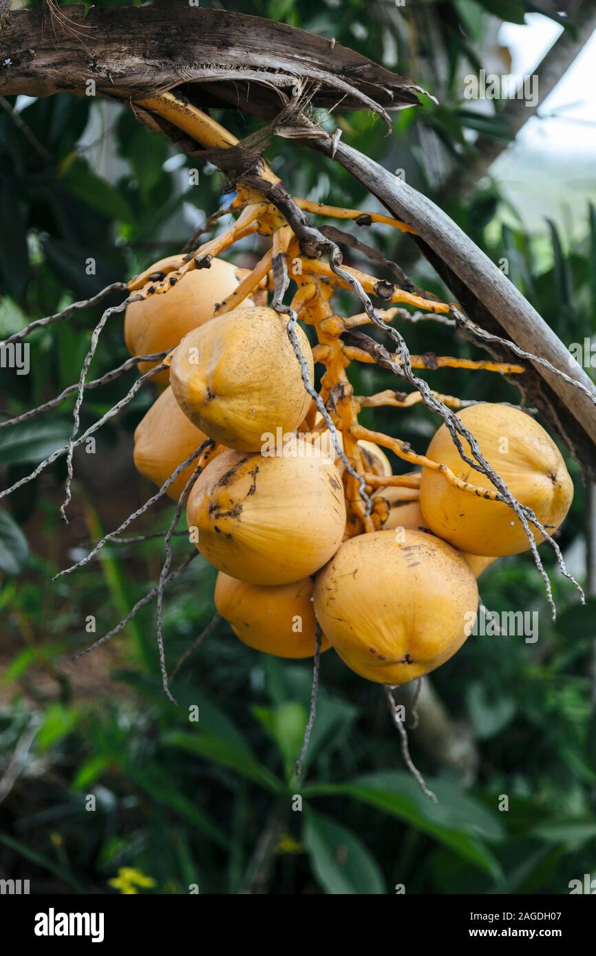 Yellow coconuts hanging from tree Stock Photo - Alamy