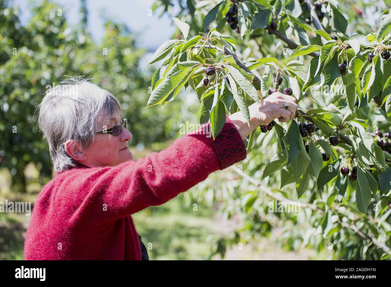 Picture of an old woman with a red sweater and glasses reaping a cherry ...