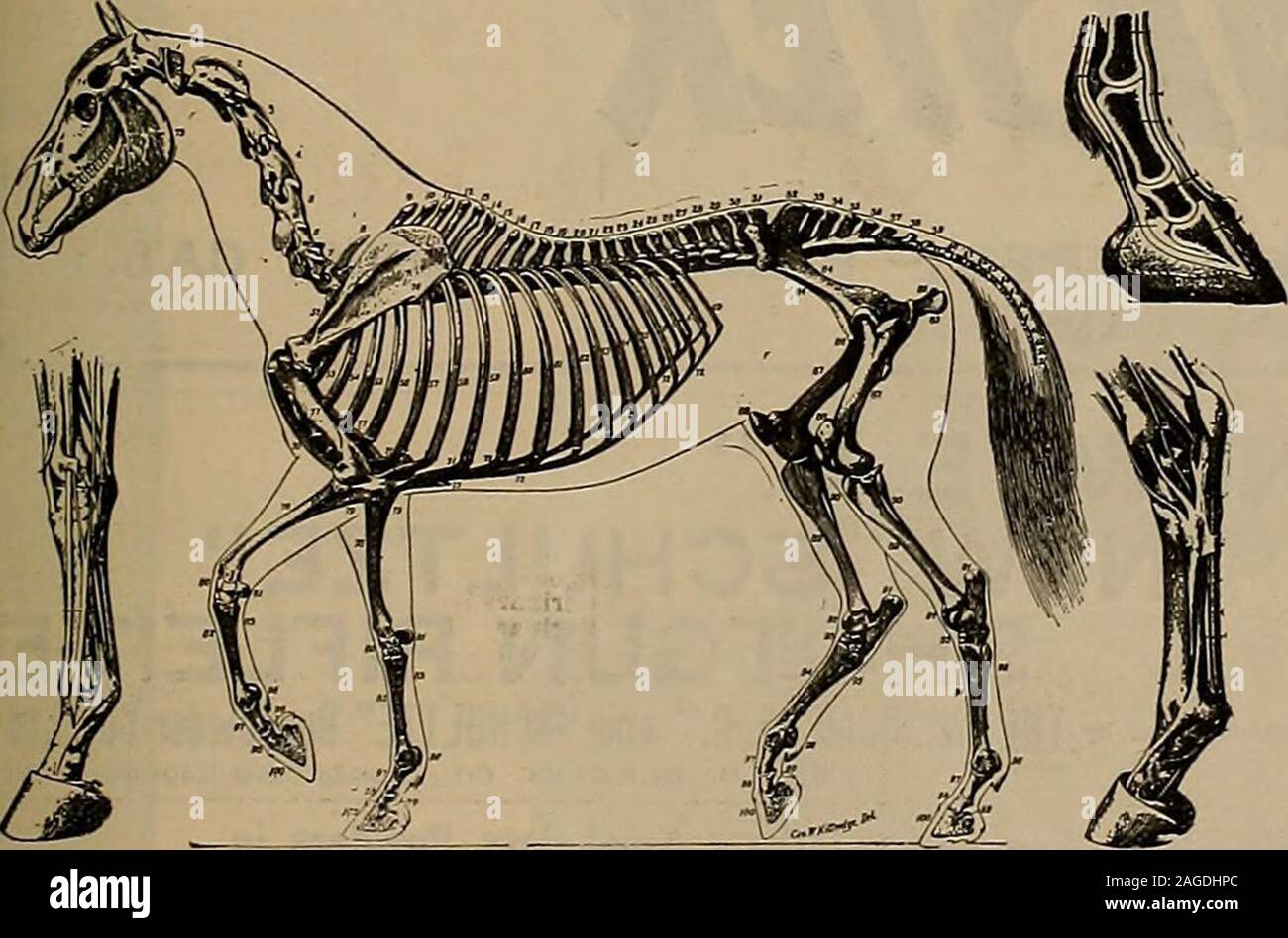 Horse skeleton ligaments hi-res stock photography and images - Alamy
