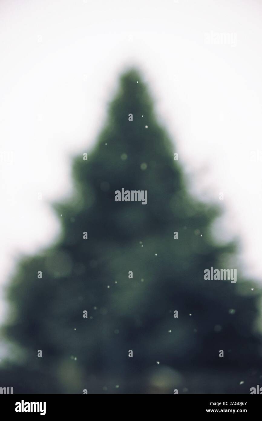 Beautiful scenery of falling snow in focus and a pine tree in a blur in ...