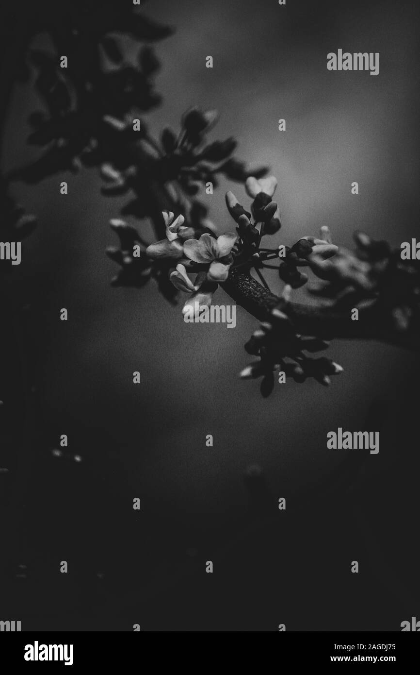 Greyscale closeup of blooming flowers on a tree branch with a blurry ...