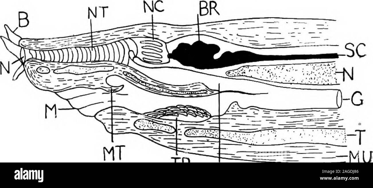 Cyclostomata Cut Out Stock Images & Pictures - Alamy