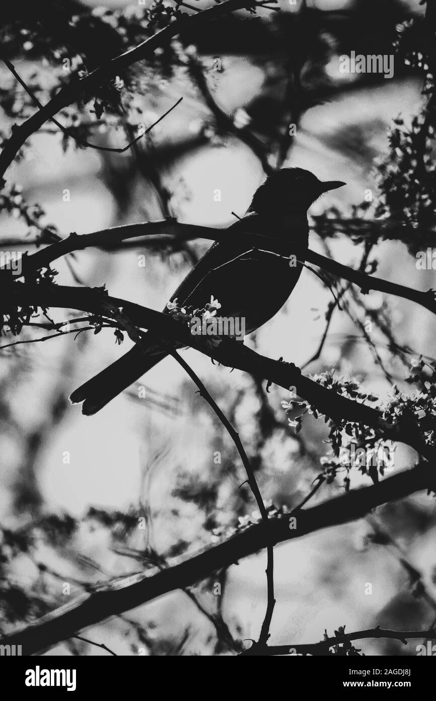 Greyscale closeup picture of a bird silhouette sitting on a tree branch ...