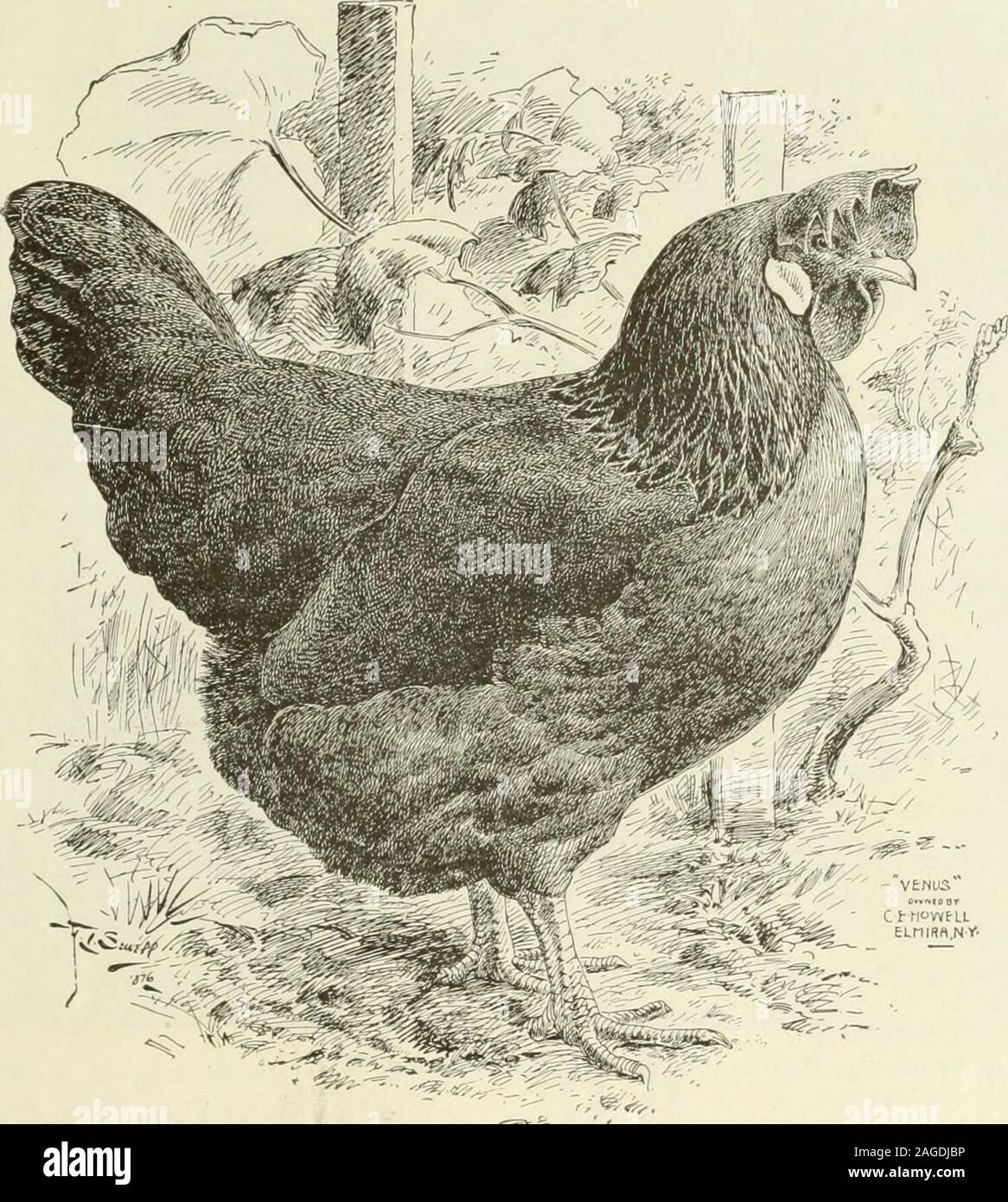 Uniform breed standard hi-res stock photography and images - Alamy