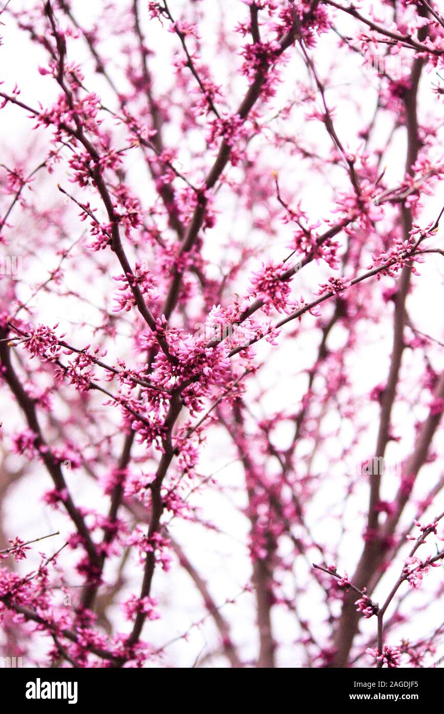 Closeup of beautiful purple sprouts on branches of a tree at the ...