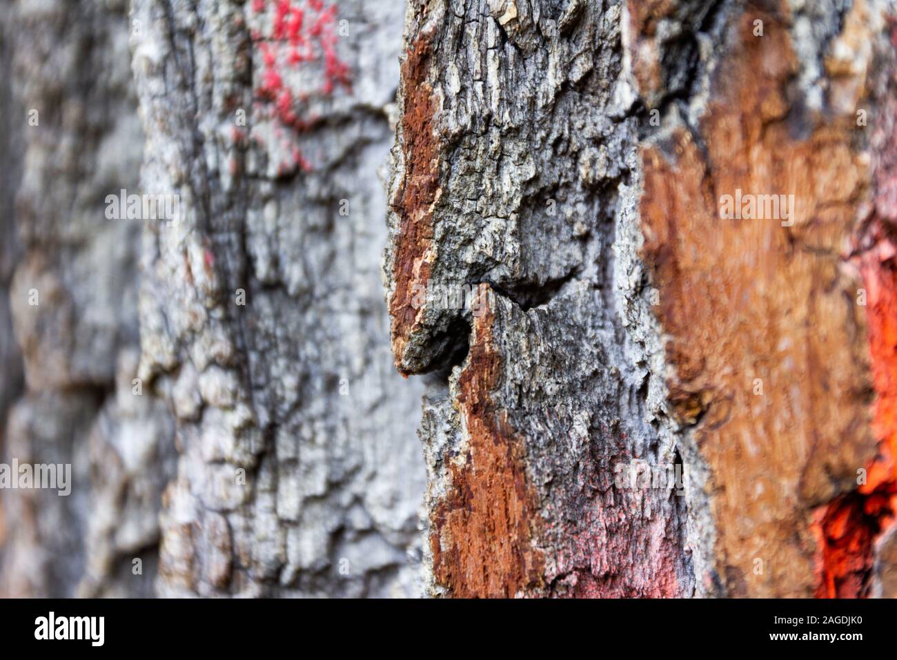 Closeup of old tree barks during autumn - a cool picture for ...