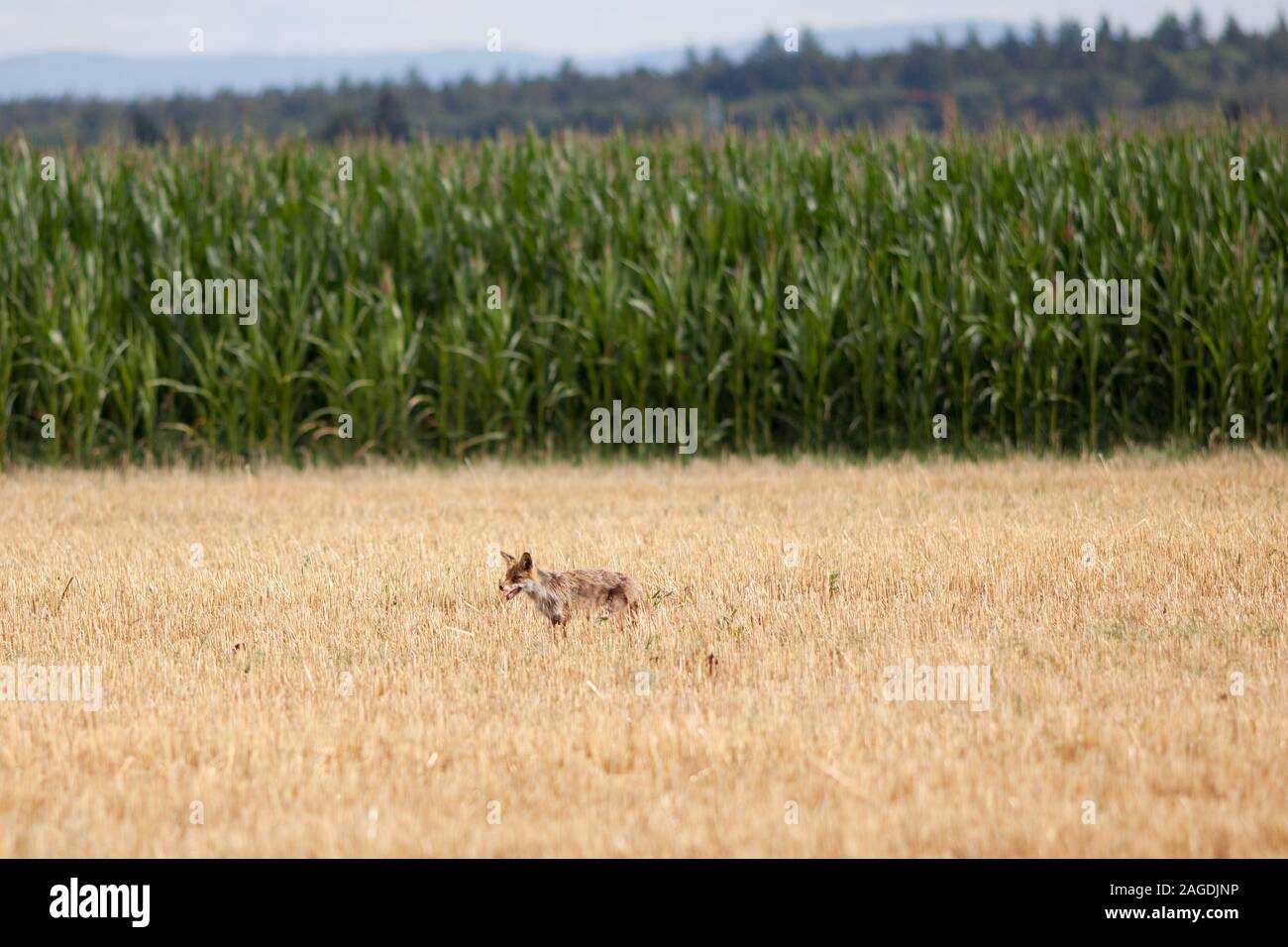 wild red fox in field, red fox hunting in germany Stock Photo - Alamy
