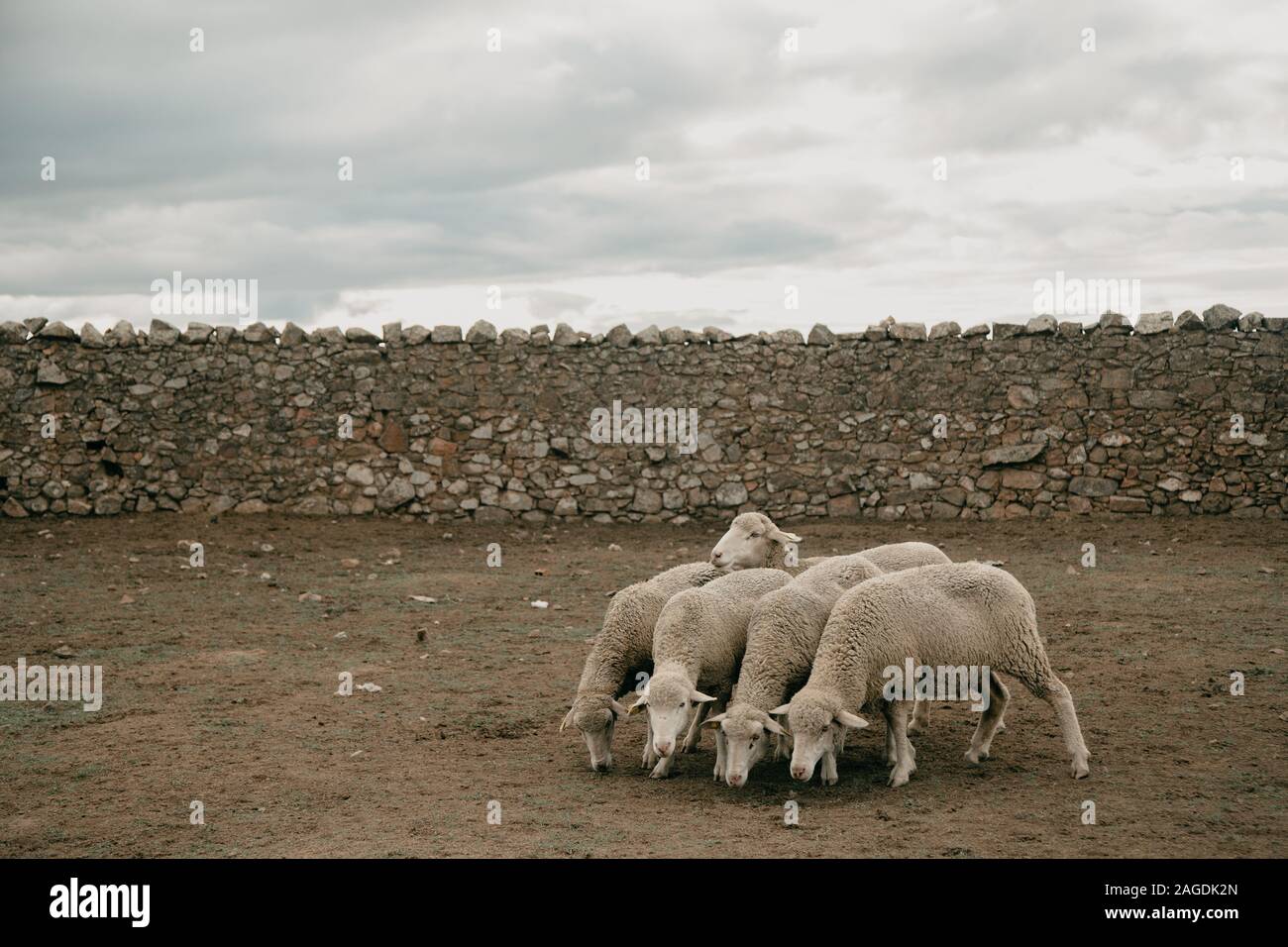 group of sheep eating in the field Stock Photo - Alamy