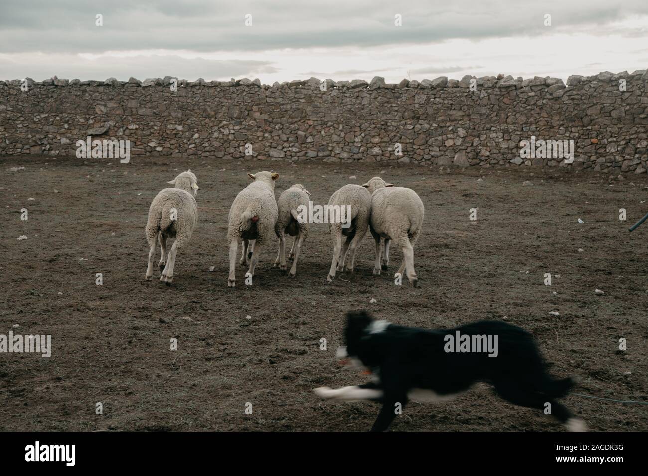 dog running behind a group of sheep Stock Photo - Alamy