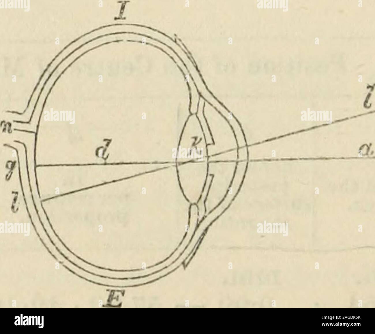 Fovea centralis hi-res stock photography and images - Alamy